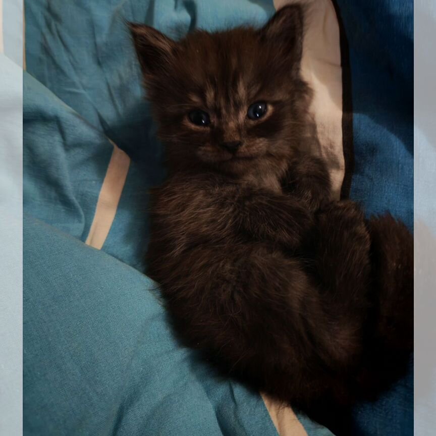 Котёнок от частного владельца