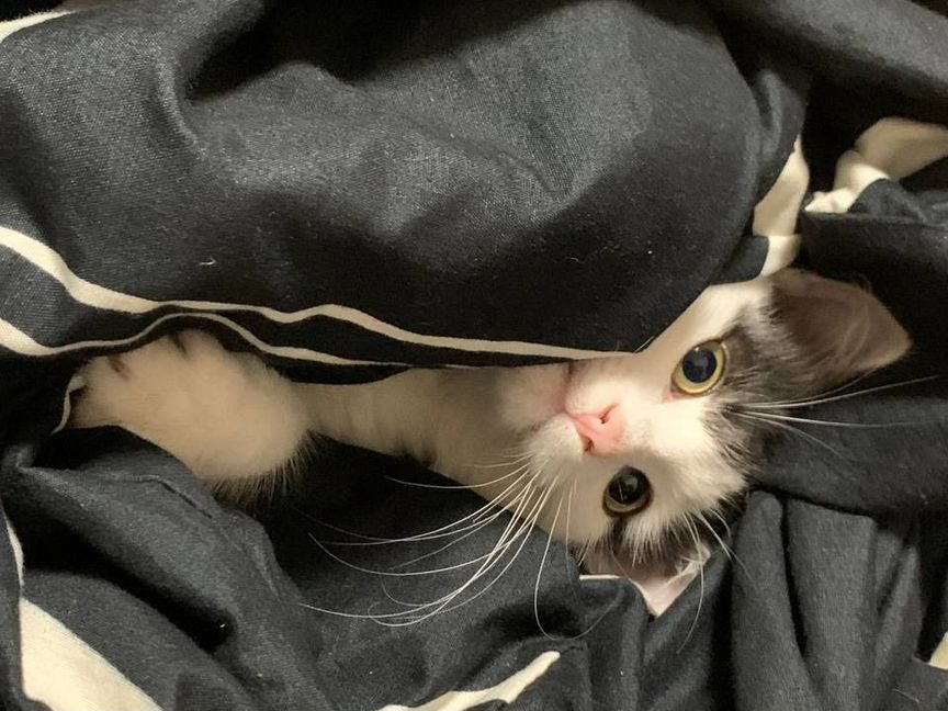 Котенок в добрые руки приучен к лотку