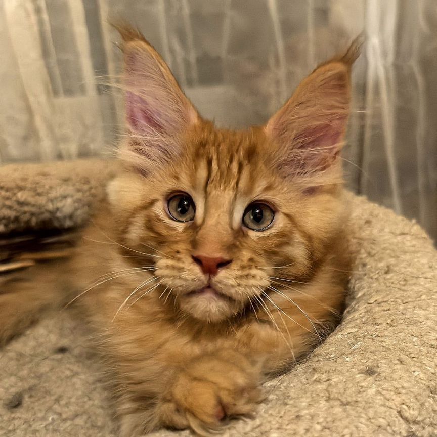 Котята мейн-кун в разведние и любимцы