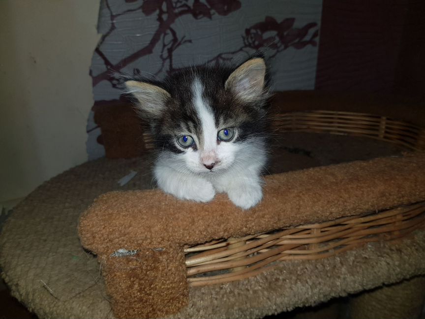 Котенок Эльф и его друзья ищут любящих хозяев