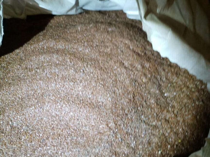 Ячмень пивоваренный