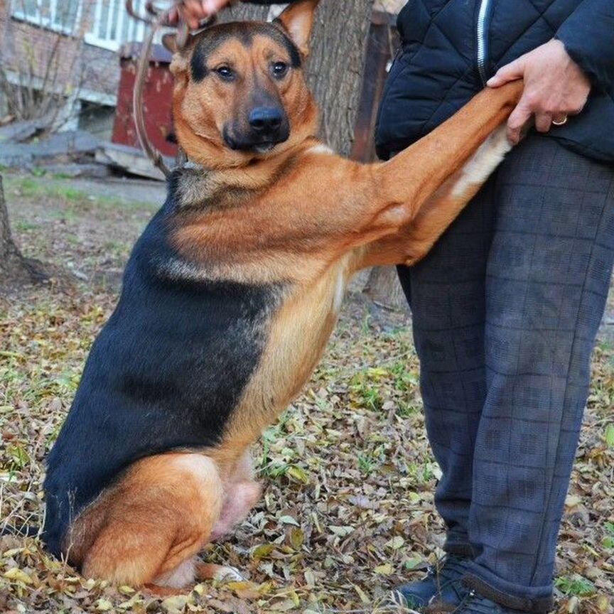 Отдам молодого овчаристого кобеля Марса