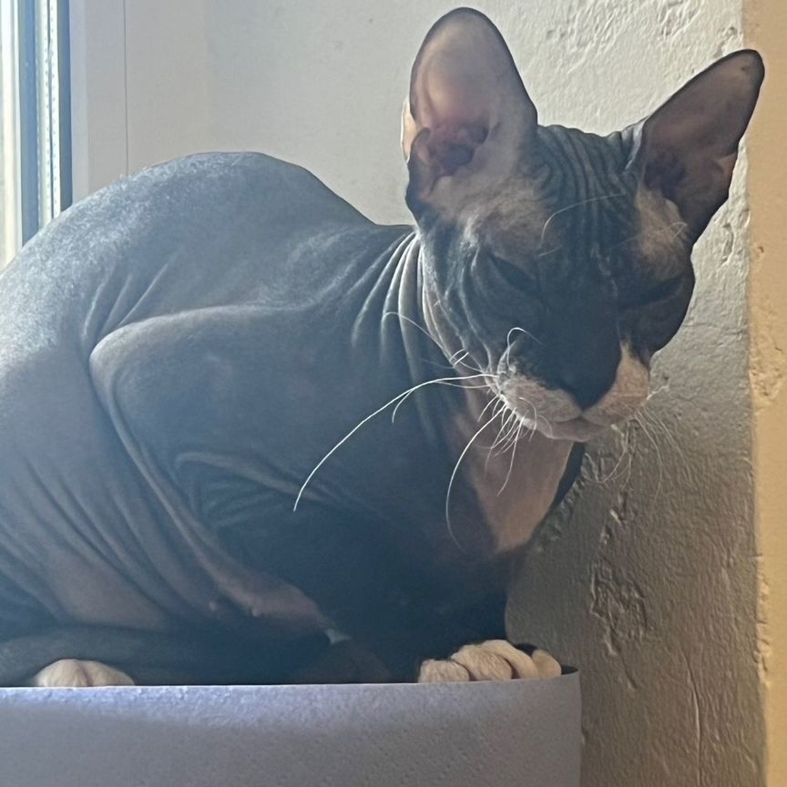 Донской сфинкс