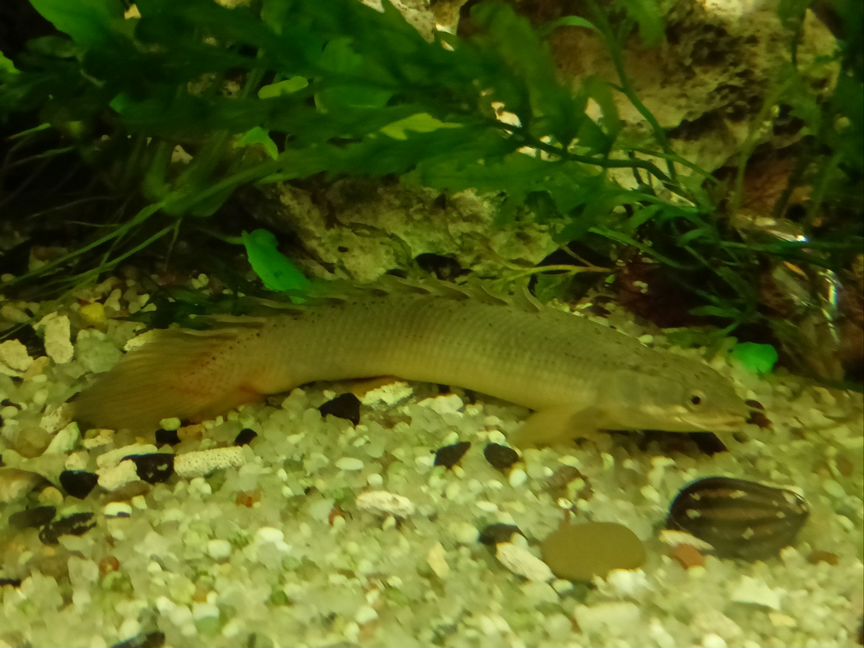 Сенегальский полиптерус