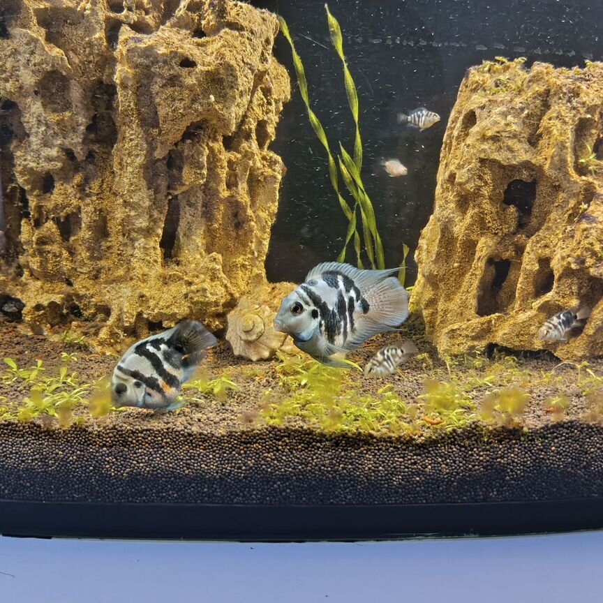 Рыбуи Попугайчики