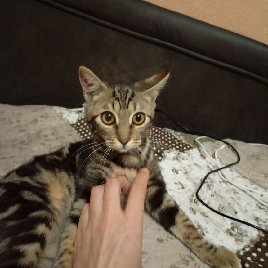 Отдам кошечку в добрые руки