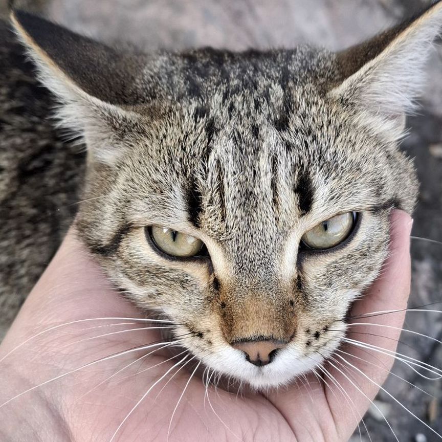 Взрослый кот в добрые руки