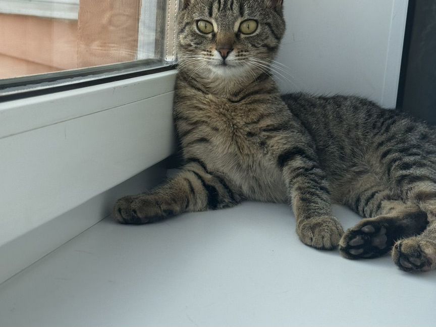 Кошечка подросток