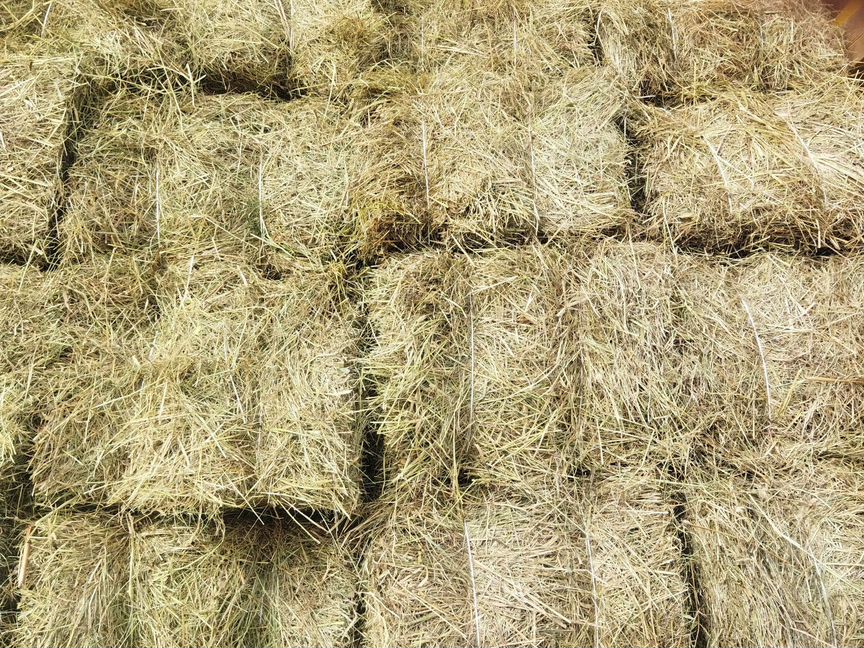 Сено солома