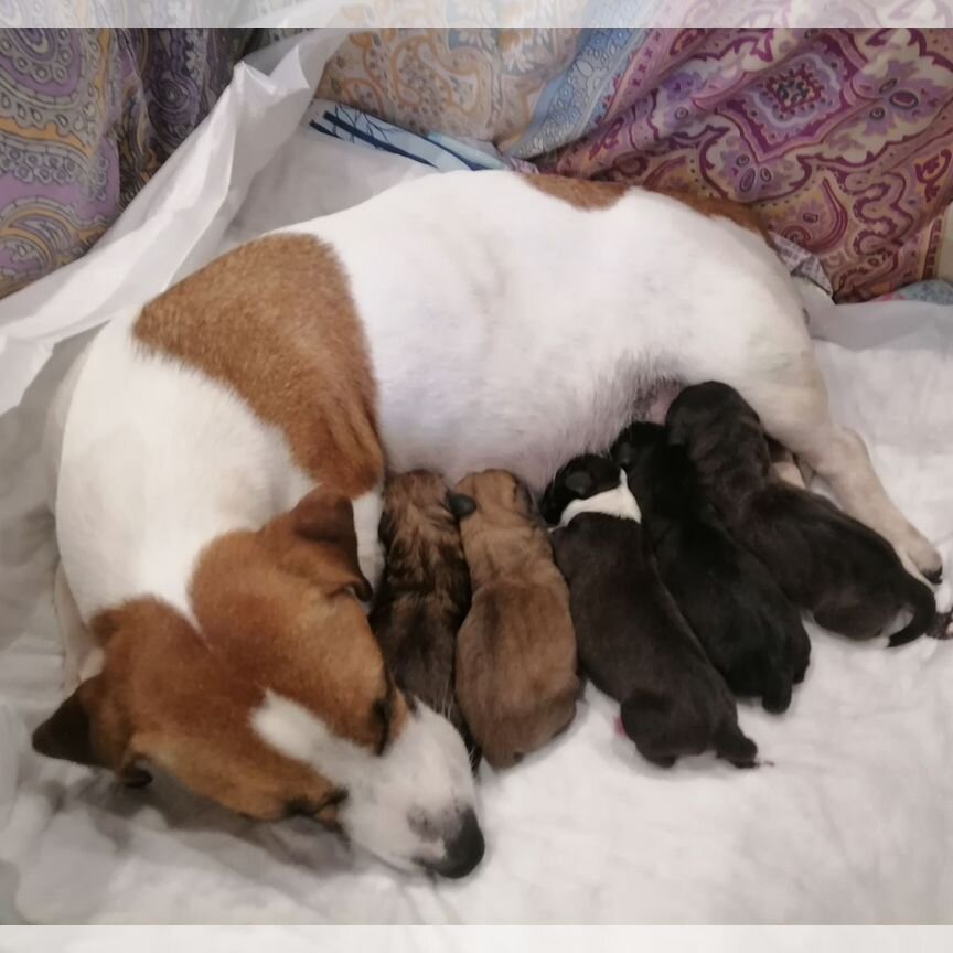 Джек-рассел-терьер, щенок