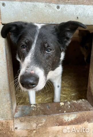 В глазах собаки Луши мольба и последняя надежда