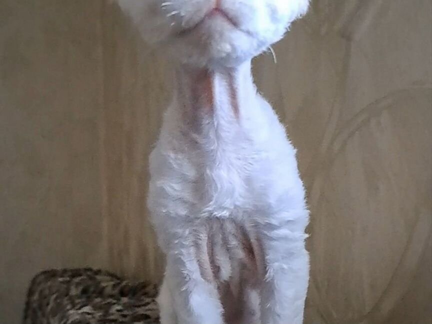 Прелестная девочка