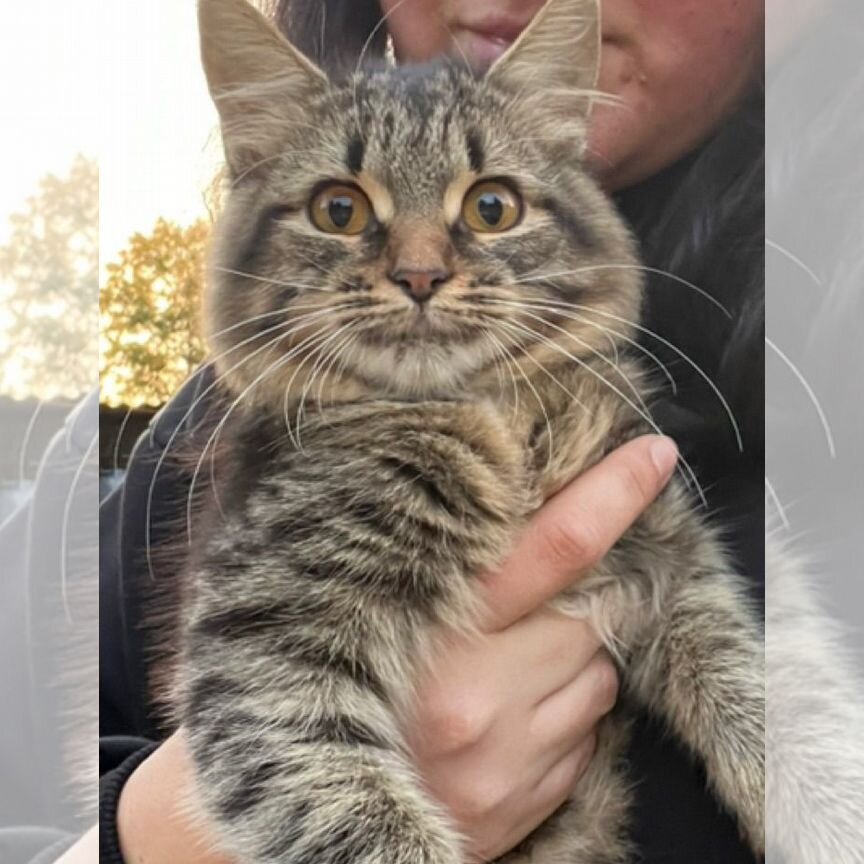 Котенок в добрые руки