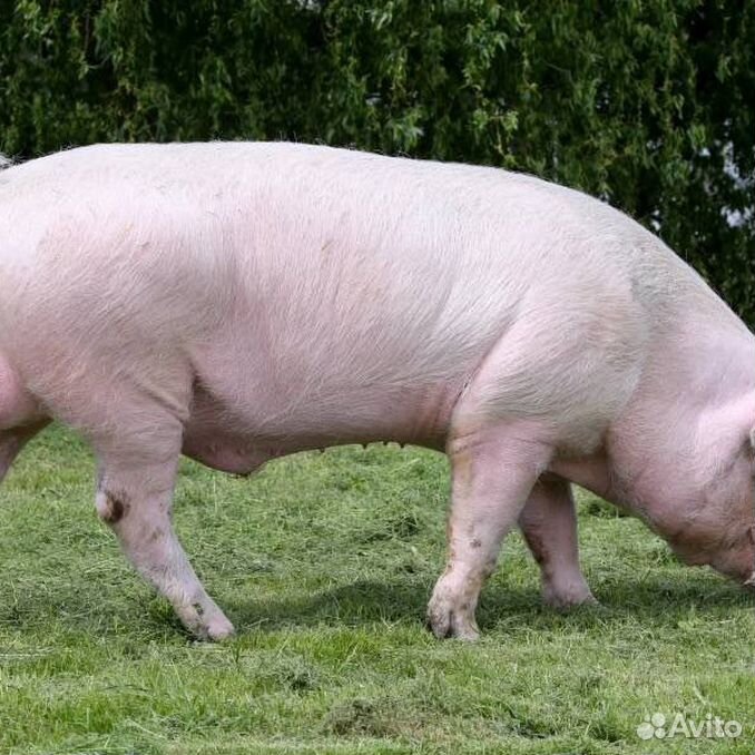 Хряк ландрас