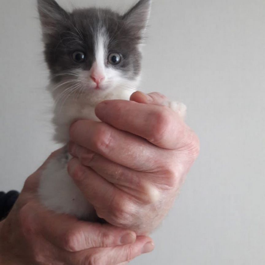 Котенок ищет дом