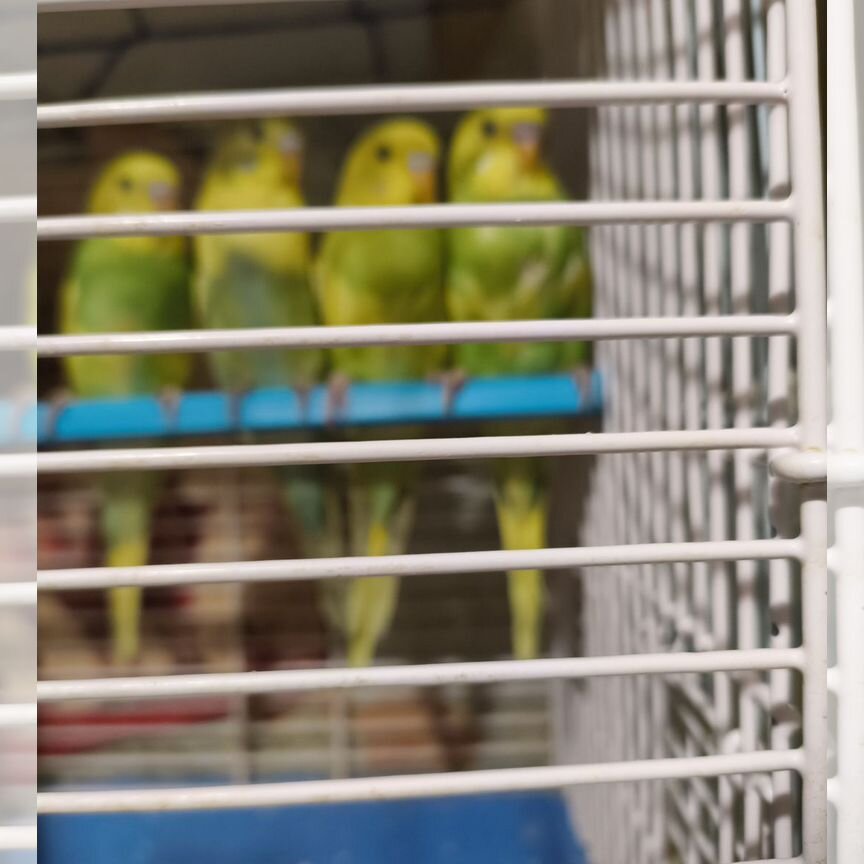 Птенцы волнистый попугай