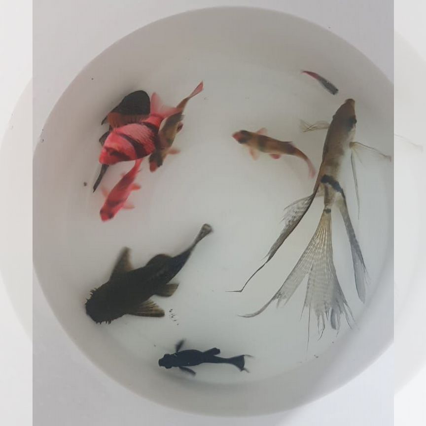 Аквариумные рыбки и растения, оборудование