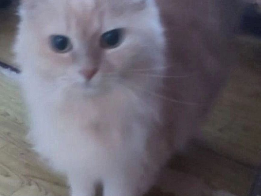 Кошечка Боня в поисках нового дома