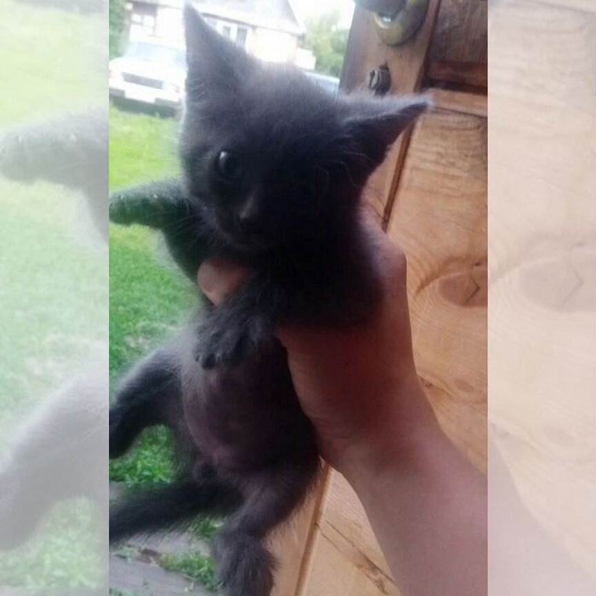 Котёнок в добрые руки