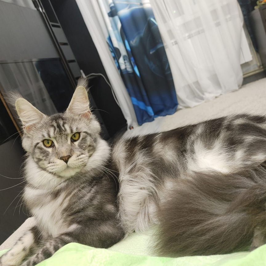 Вязка с котом мейкун