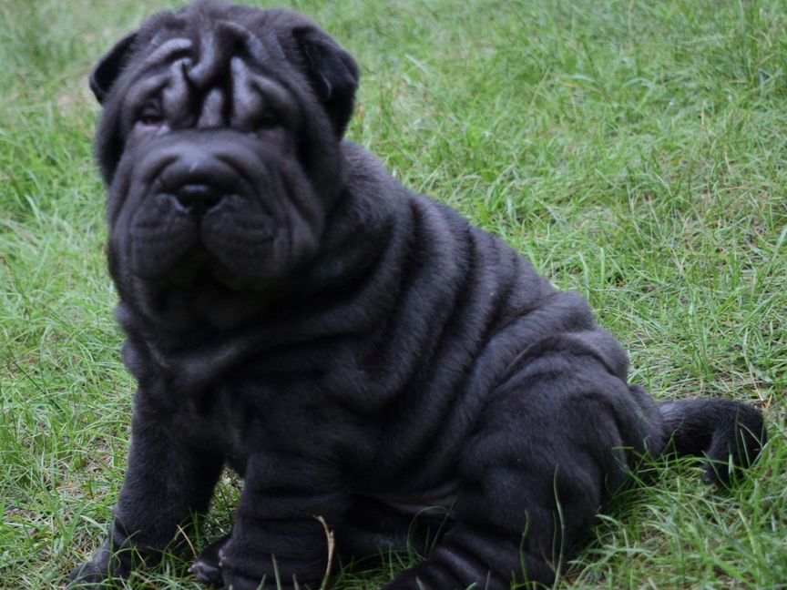 Чёрная шарпейка