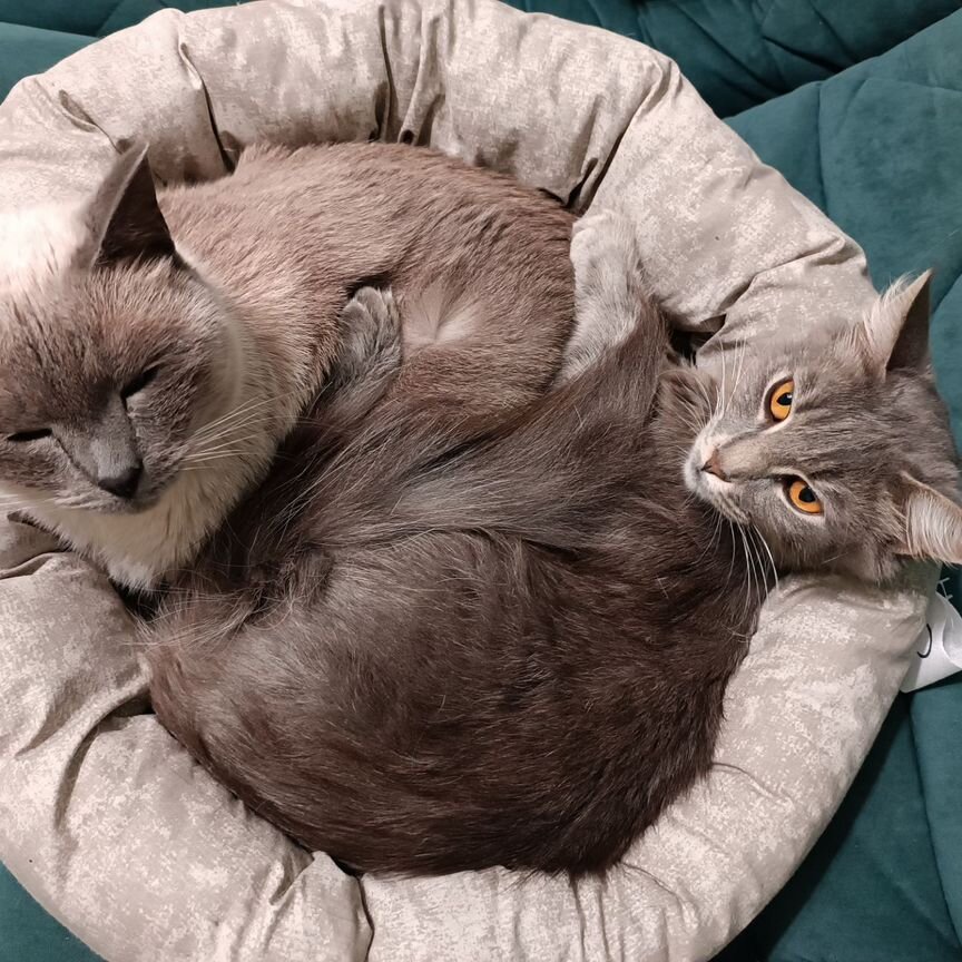 Мейн-кун кошечка