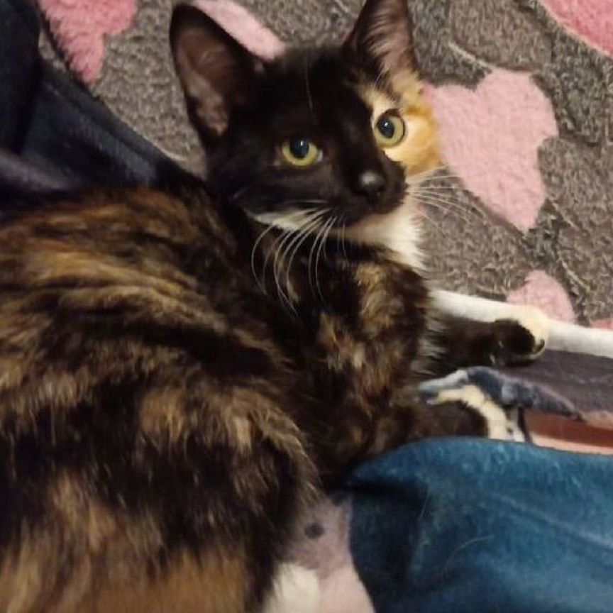 Котёнок в добрые руки