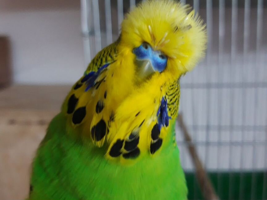 Попугаи получехи волнистые
