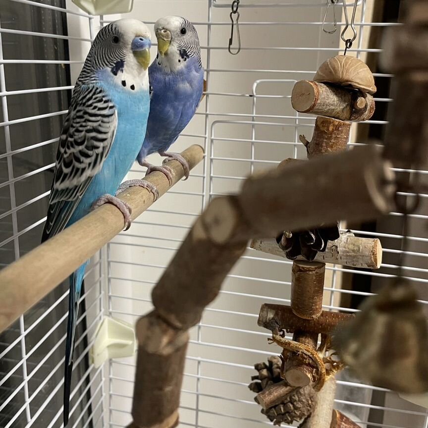 Попугай волнистый, пара