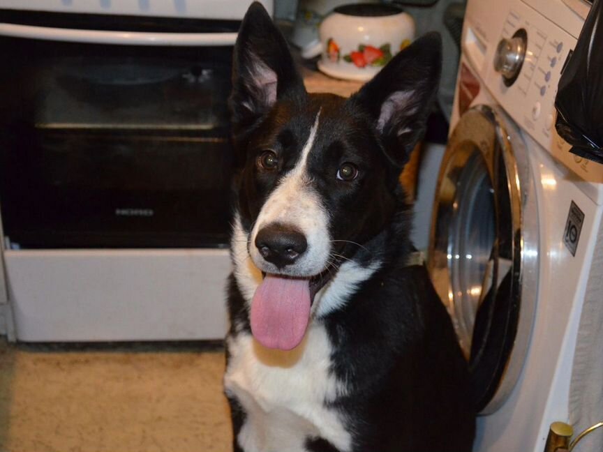 Собака в добрые руки отдам