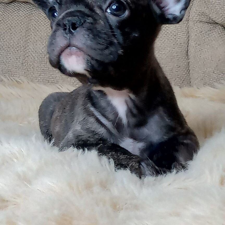 Милашка 1.5 мес