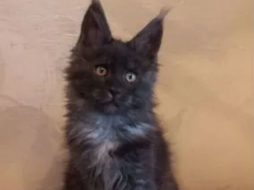 Котенок чёрный дым