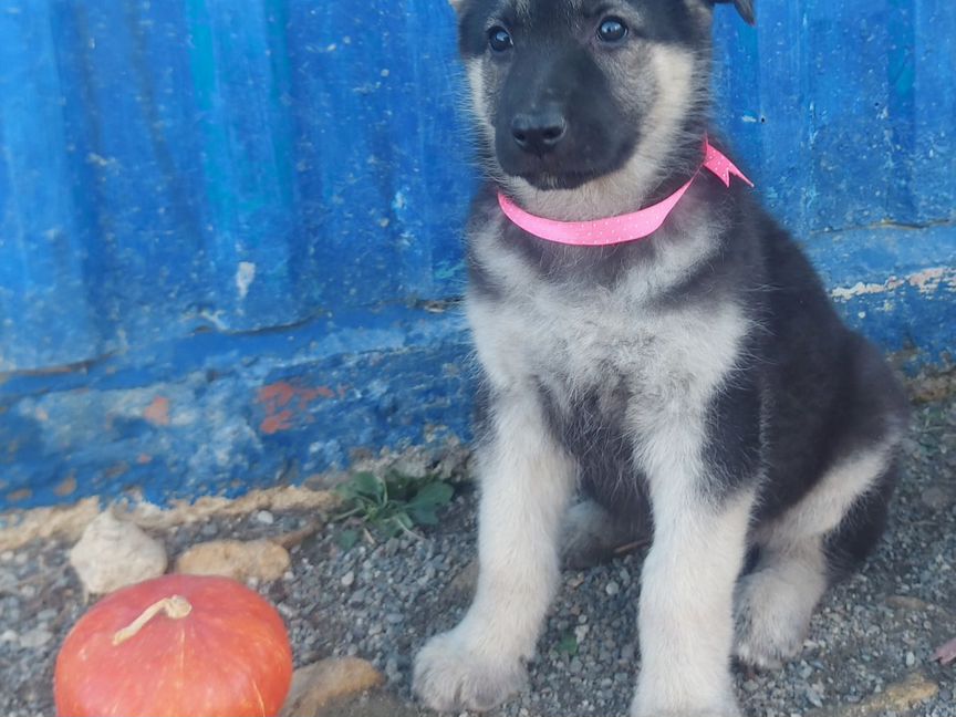 Восточноевропейская овчарка