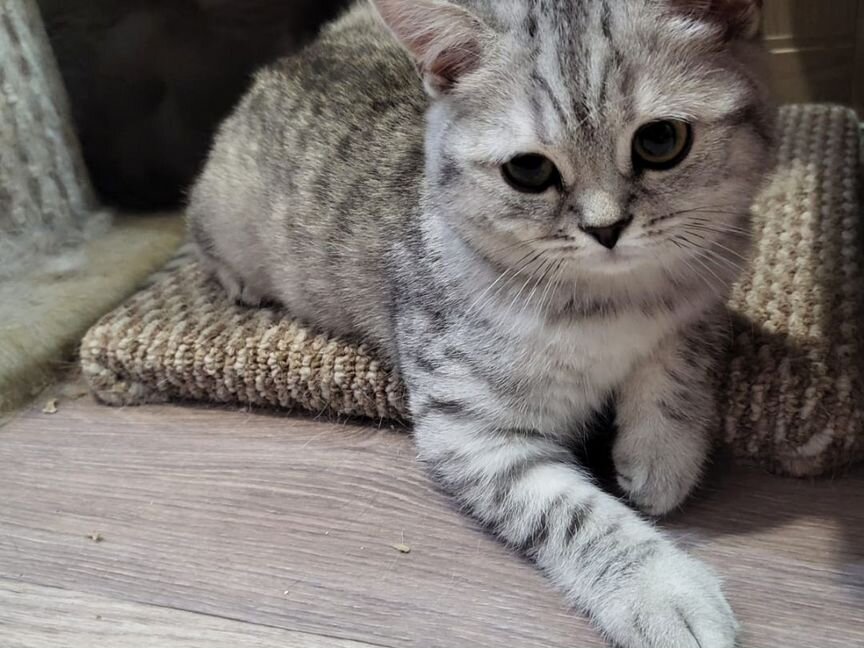 Британская кошечка