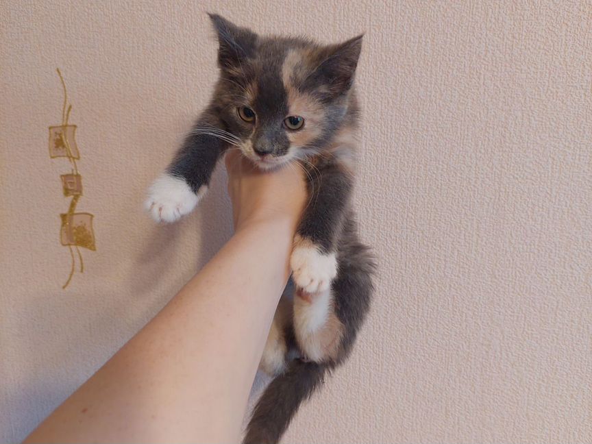 Трехцветка котёнок 1,5 месяца девочка