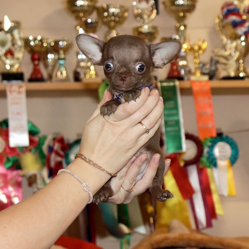 Гарик. Самый нежный чихуахуа с доcтавкoй и видео