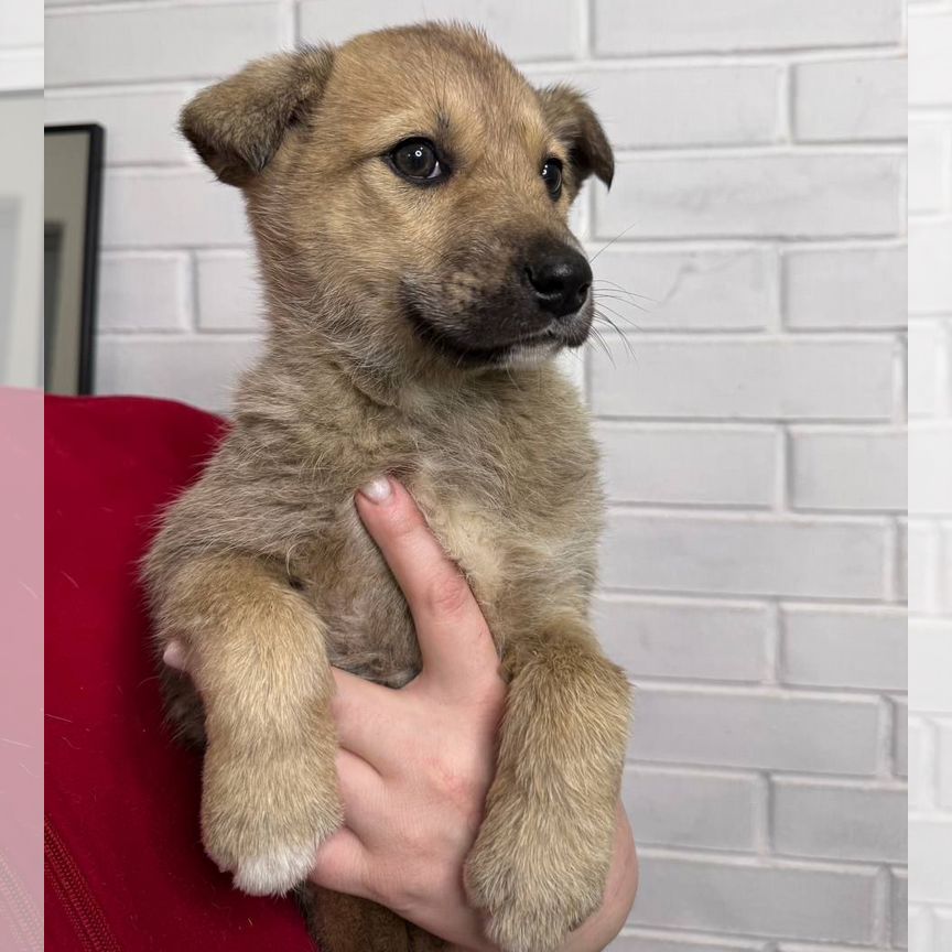 Щенок в добрые руки