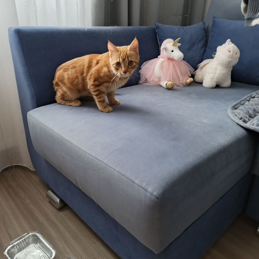 Рыжий котенок в добрые руки