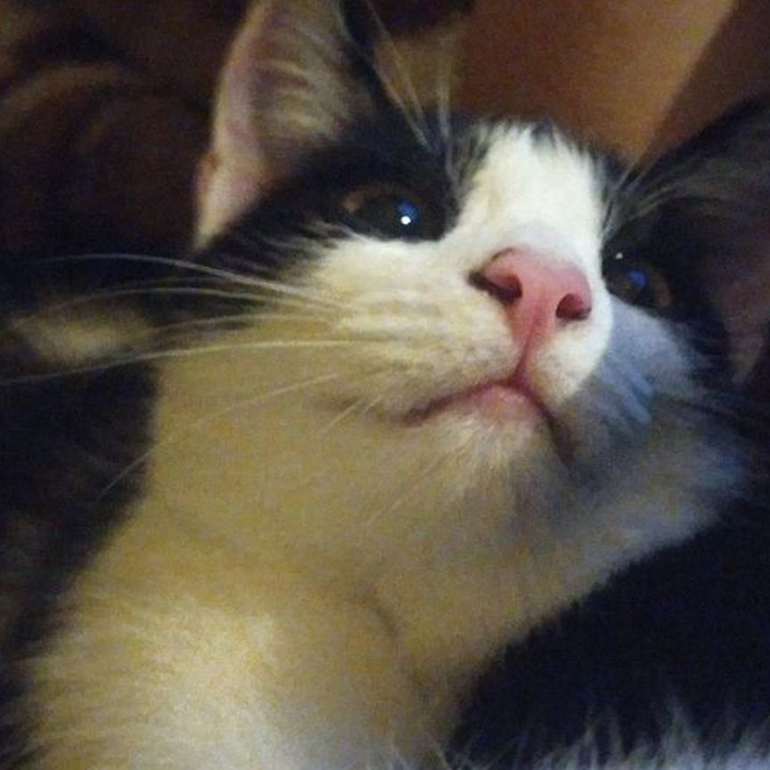 Потерялась кошка