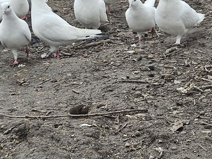 Бакинские бойные голуби