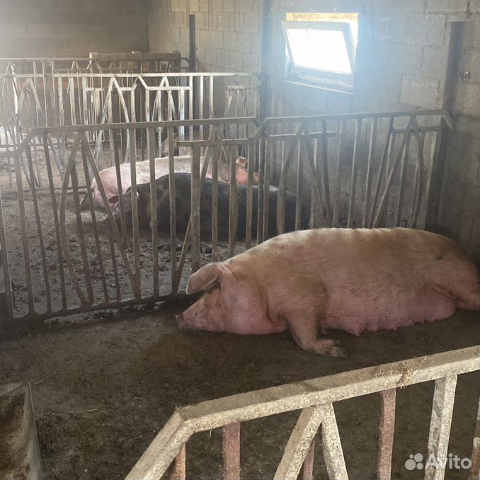 Свиноматки и хряк на забой
