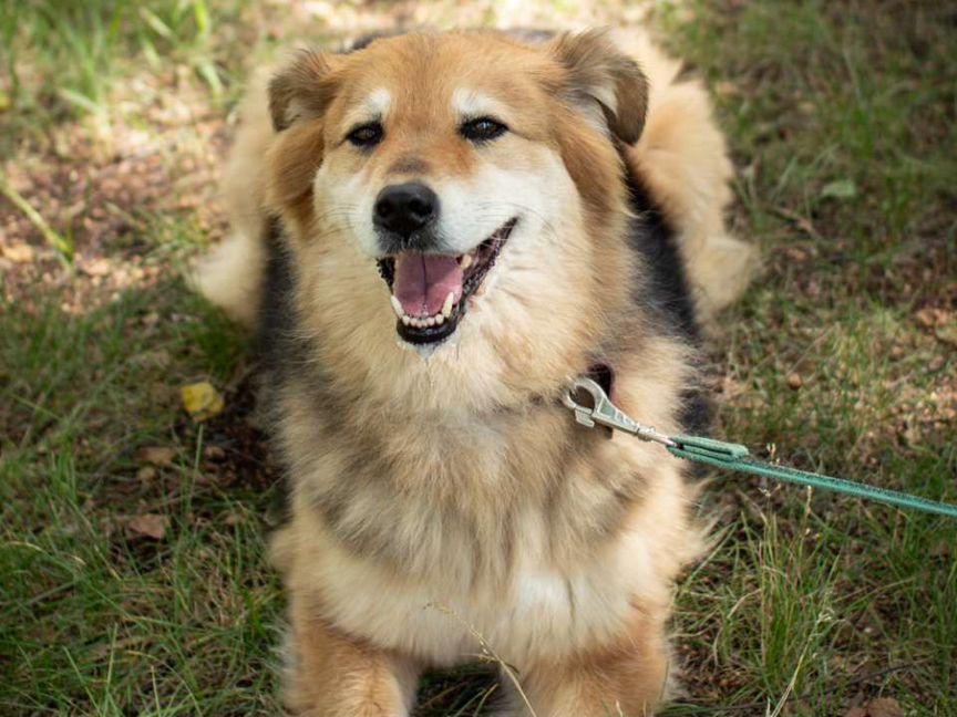 Герда - ласковая собака страдает в приюте