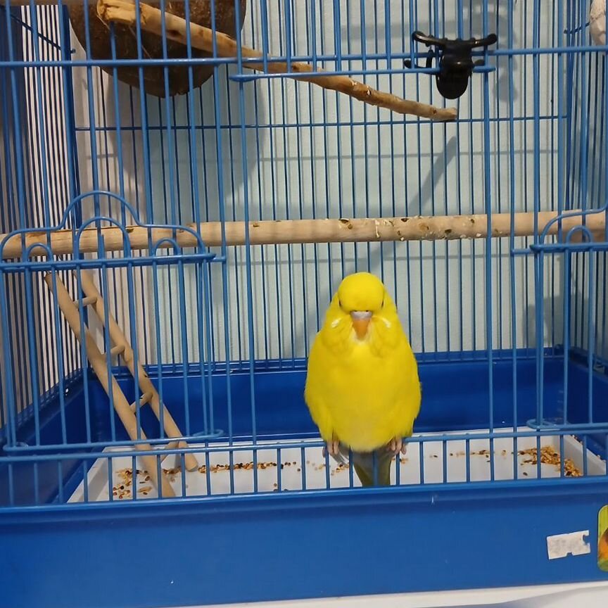Попугай девочка клетка