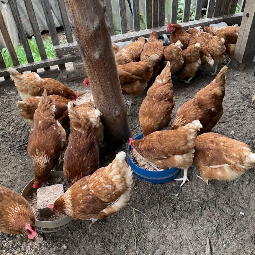 Куры несушки продам