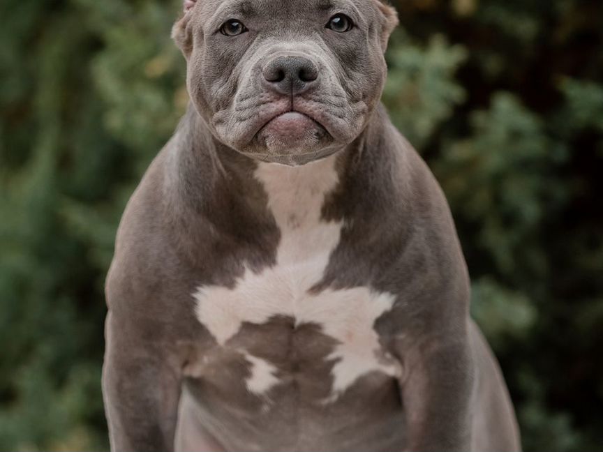 Американский булли