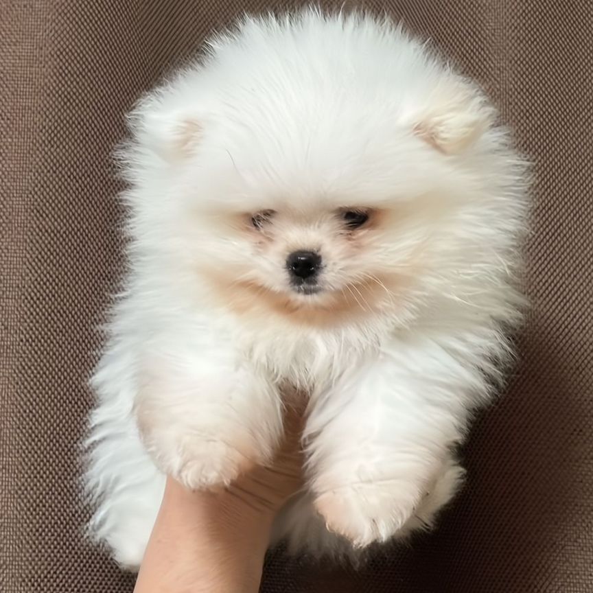 Померанский шпиц, щенок