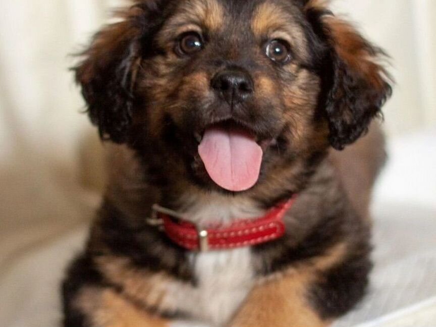 Большой выбор шенков и собак приютов в дар