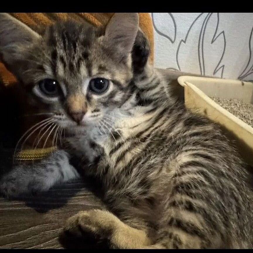 Котёнок в добрые руки