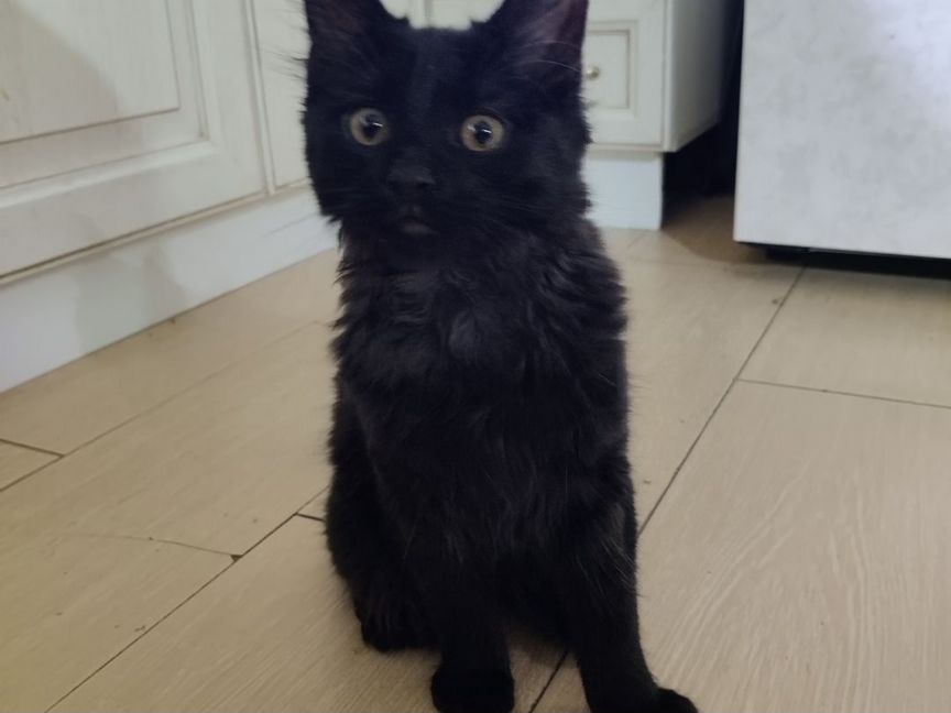 Котенок