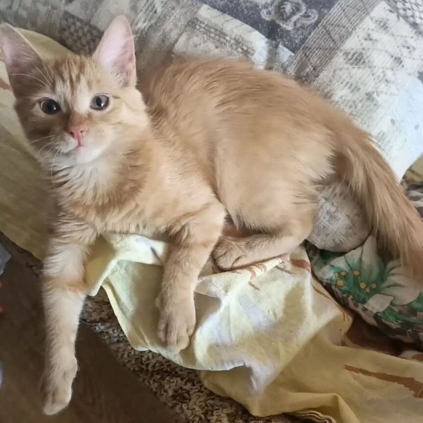 Котёнок в добрые руки